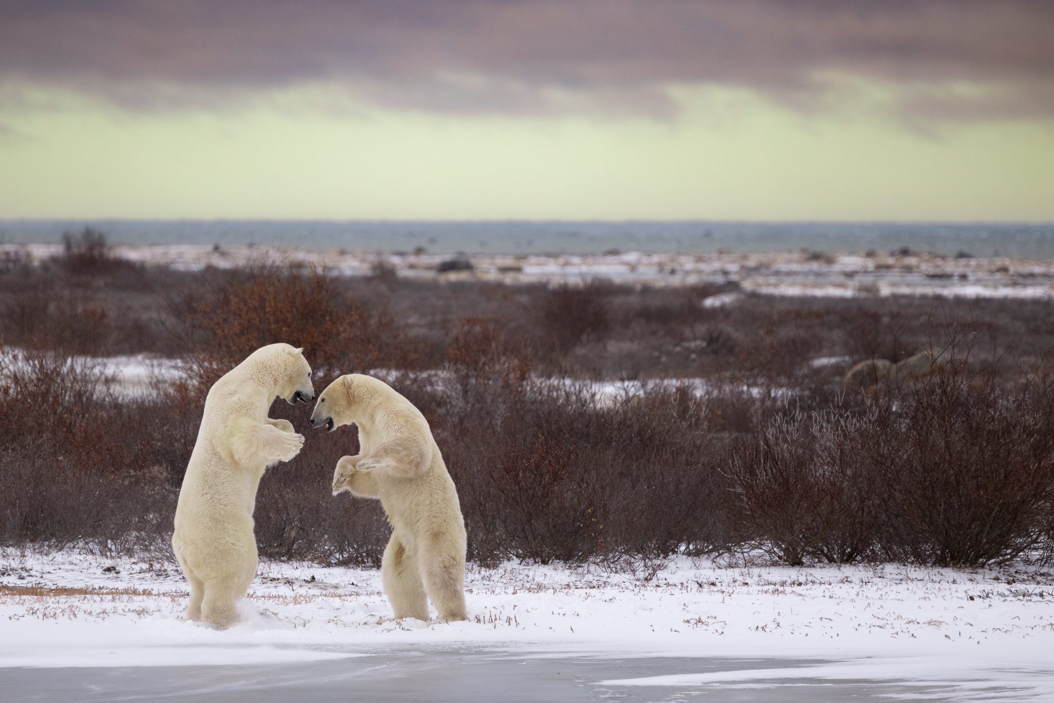 Wild Bears of Canada: Black Bears, Polar Bears, and Grizzly Bears