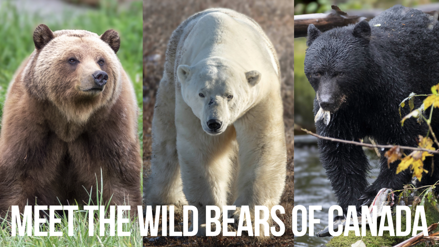 Wild Bears of Canada: Black Bears, Polar Bears, and Grizzly Bears